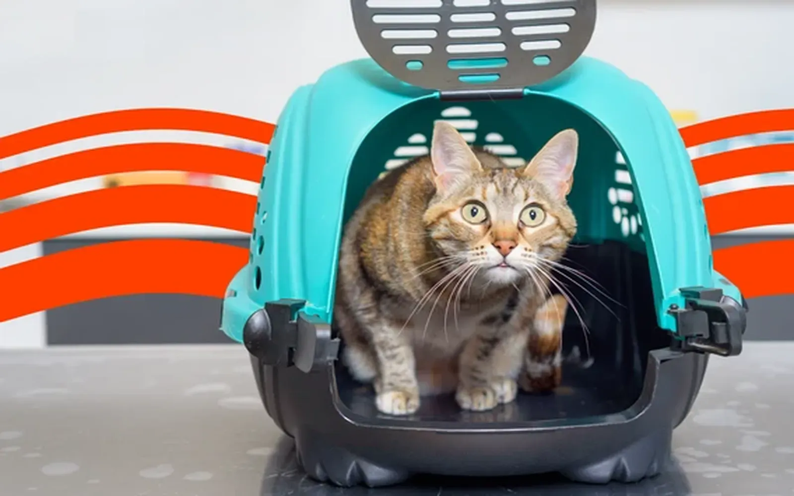 Comprehensive Guide to Affordable Pet Insurance